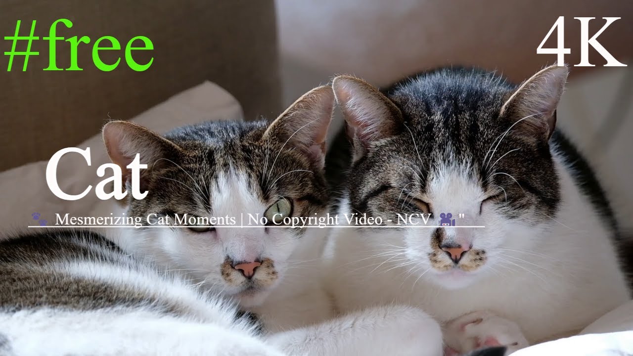 Cat | 4K | "🐾 Mesmerizing Cat Moments | No Copyright Video - NCV #cat # ...