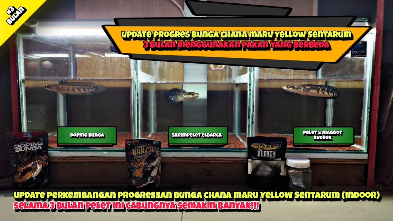 UPDATE HASIL PROGRES BUNGA CHANA MARU YS‼️MENGGUNAKAN PELET YANG ...