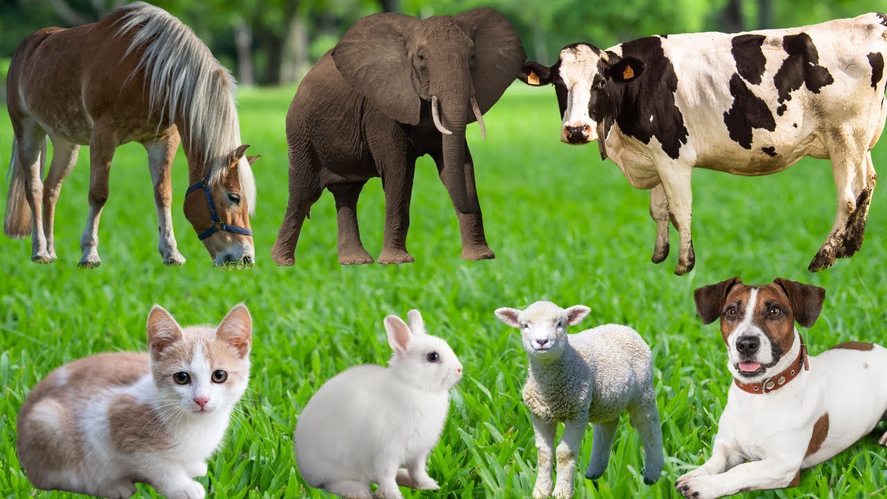 Cute Farm Animals Compilation: Duck, Turkey, Chicken, Sheep, Horse, Cow ...
