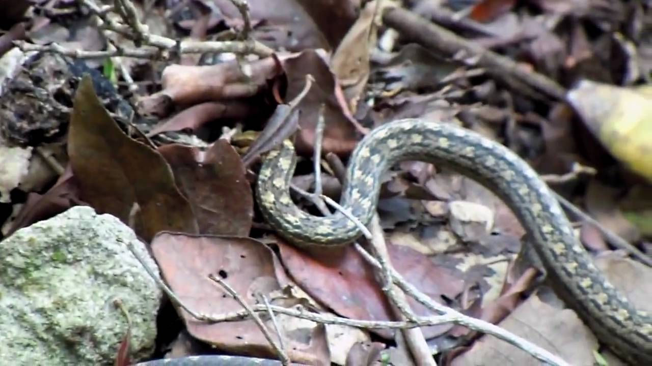 Red Bellied Racer Snake on Sandy Cruz Trail.MOV - YouTube