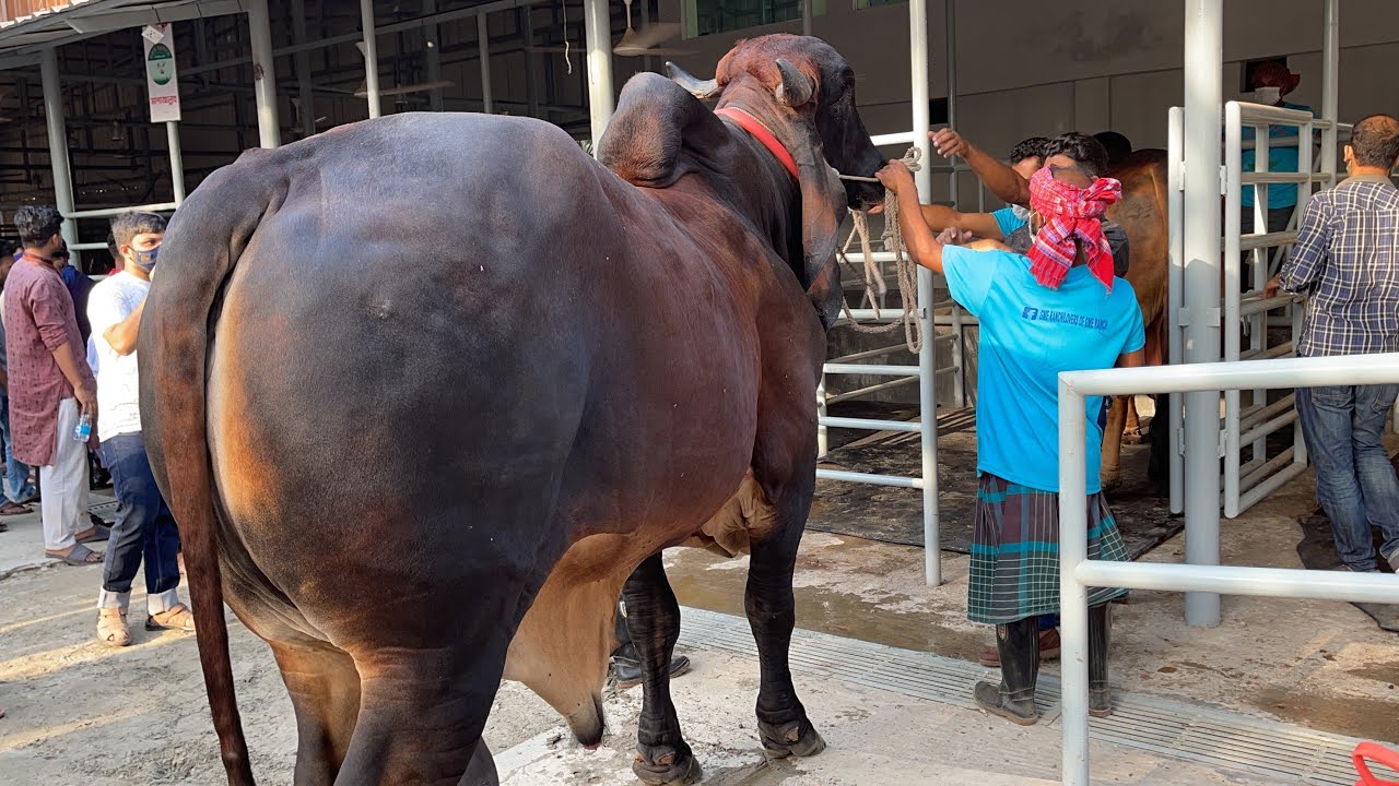 Giant Indo Brahman Bull | GME Ranch Celebrity Bull | Iconic Bull - YouTube