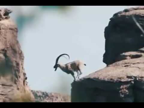 Sindh Ibex jumping on the Mountain - YouTube