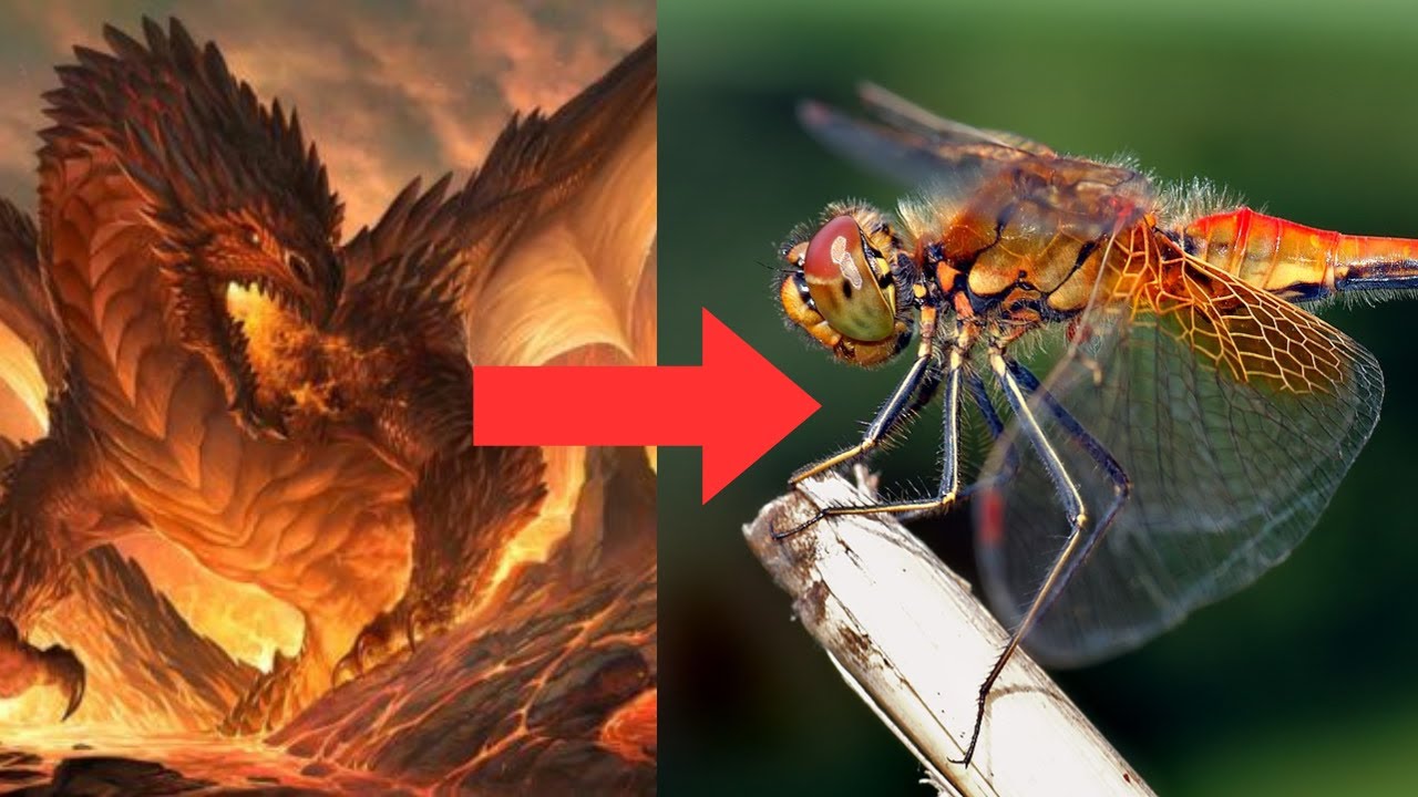 Are Dragons Insects? - YouTube