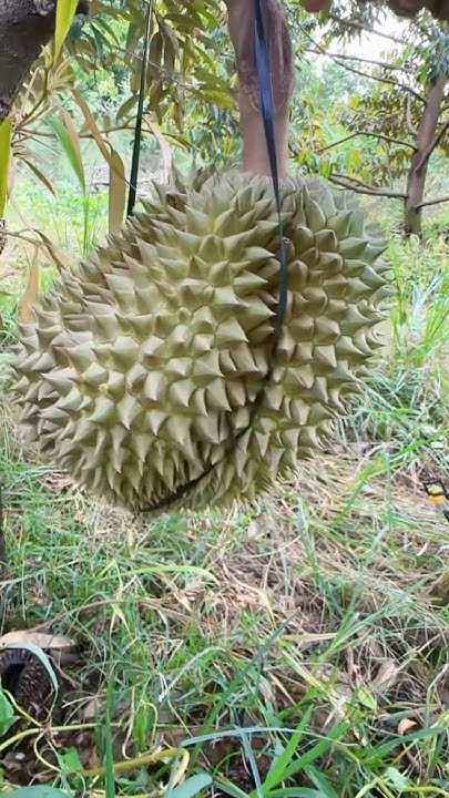 Musang King Durian Harvest – Amazing Durian Picking in Rural Life - YouTube