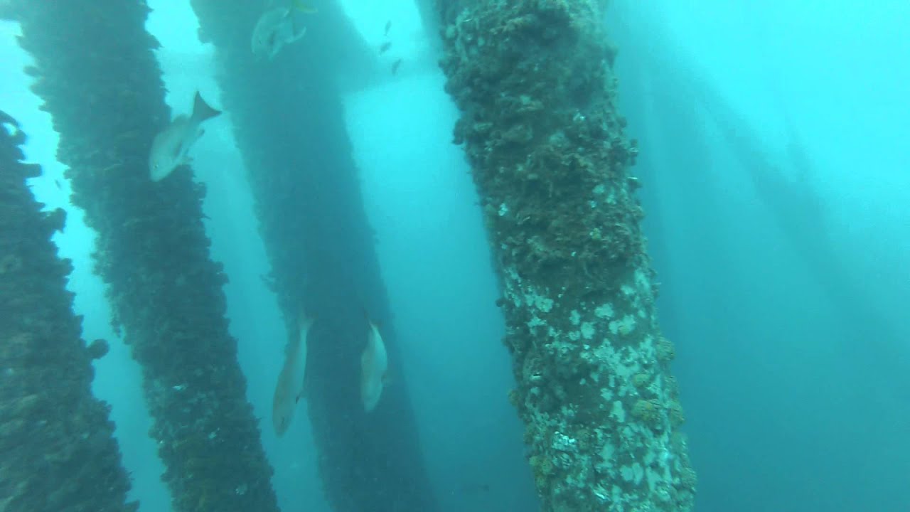 Spearfishing Gabon - Oil Rig life and big Cobia - YouTube