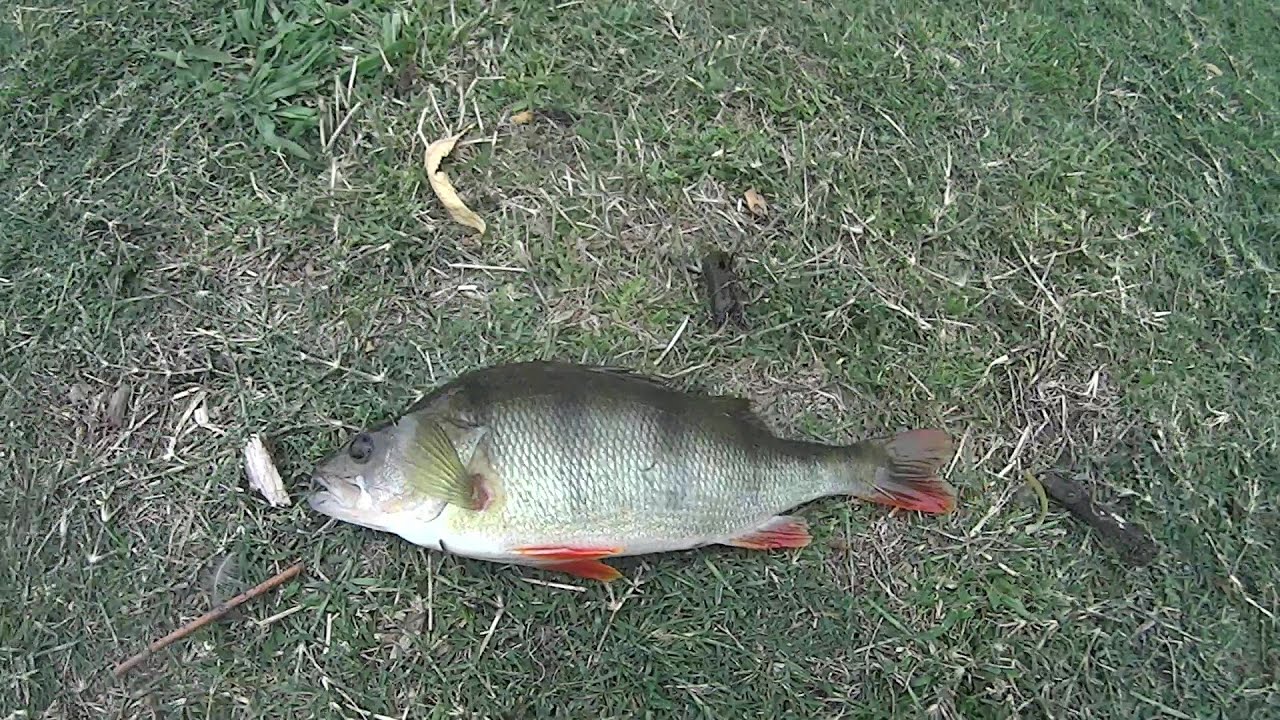 Big Redfin Perch love a nice Yabby. - YouTube