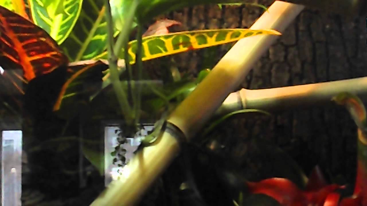 Giant Day Gecko Vivarium - YouTube