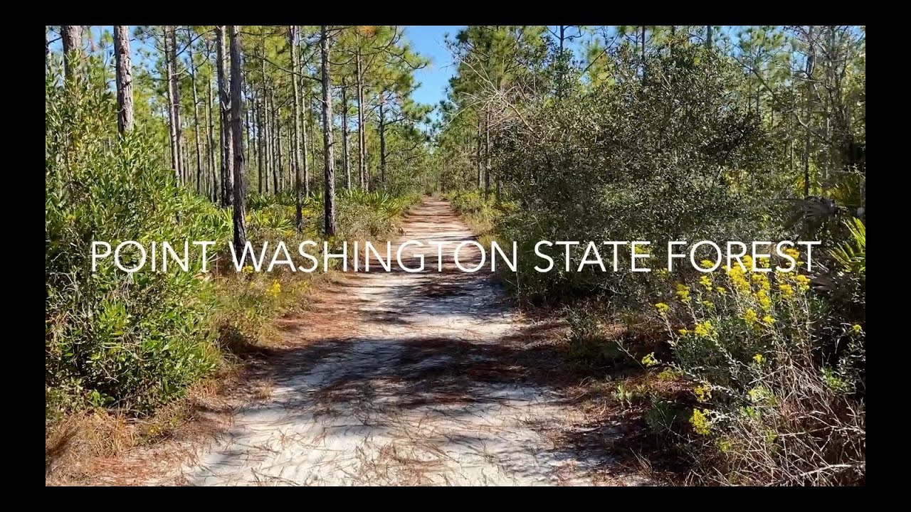 Exploring the Point Washington State Forest - YouTube
