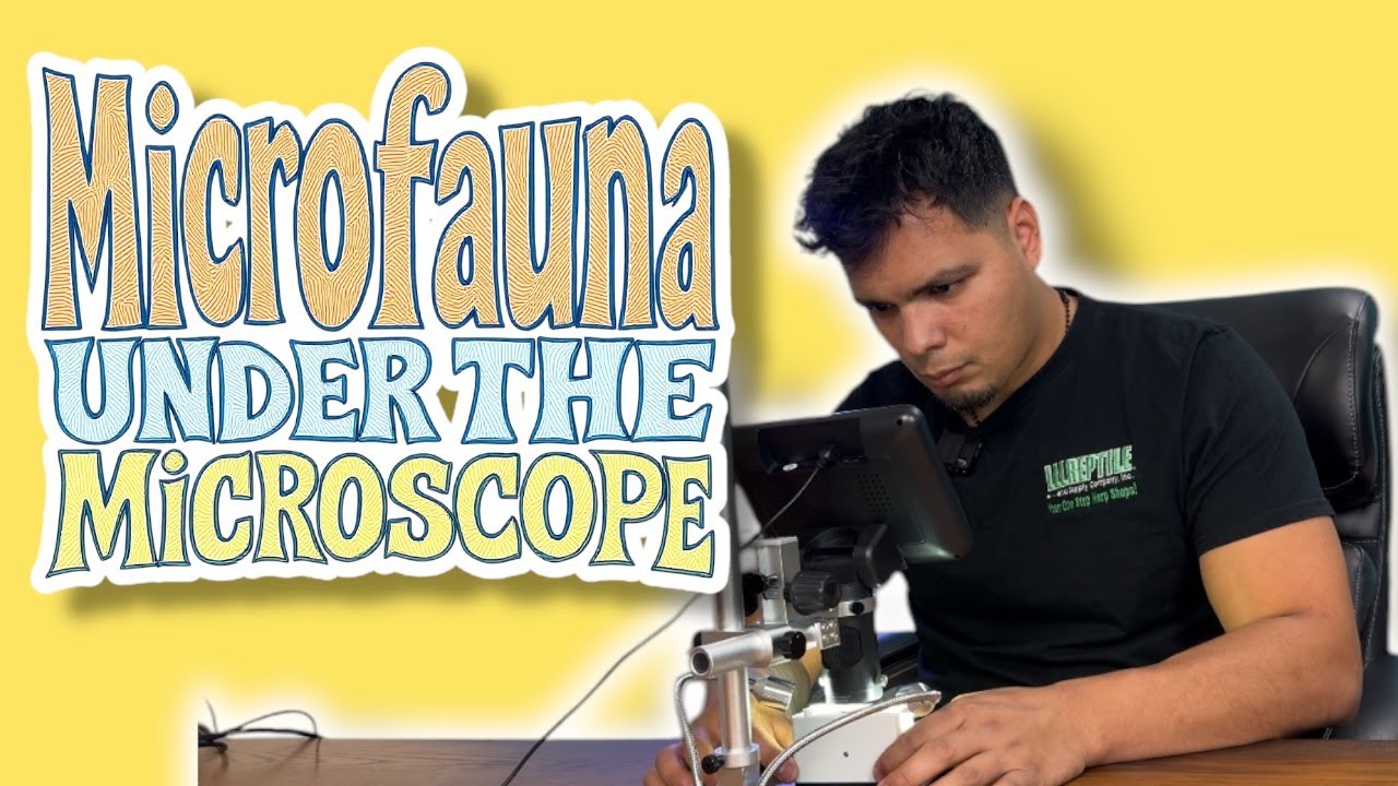MICROFAUNA UNDER THE MICROSCOPE - YouTube