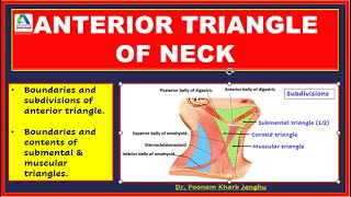 Anterior Triangle Of The Neck Subdivisions Teachmeanatomy Triangles Of