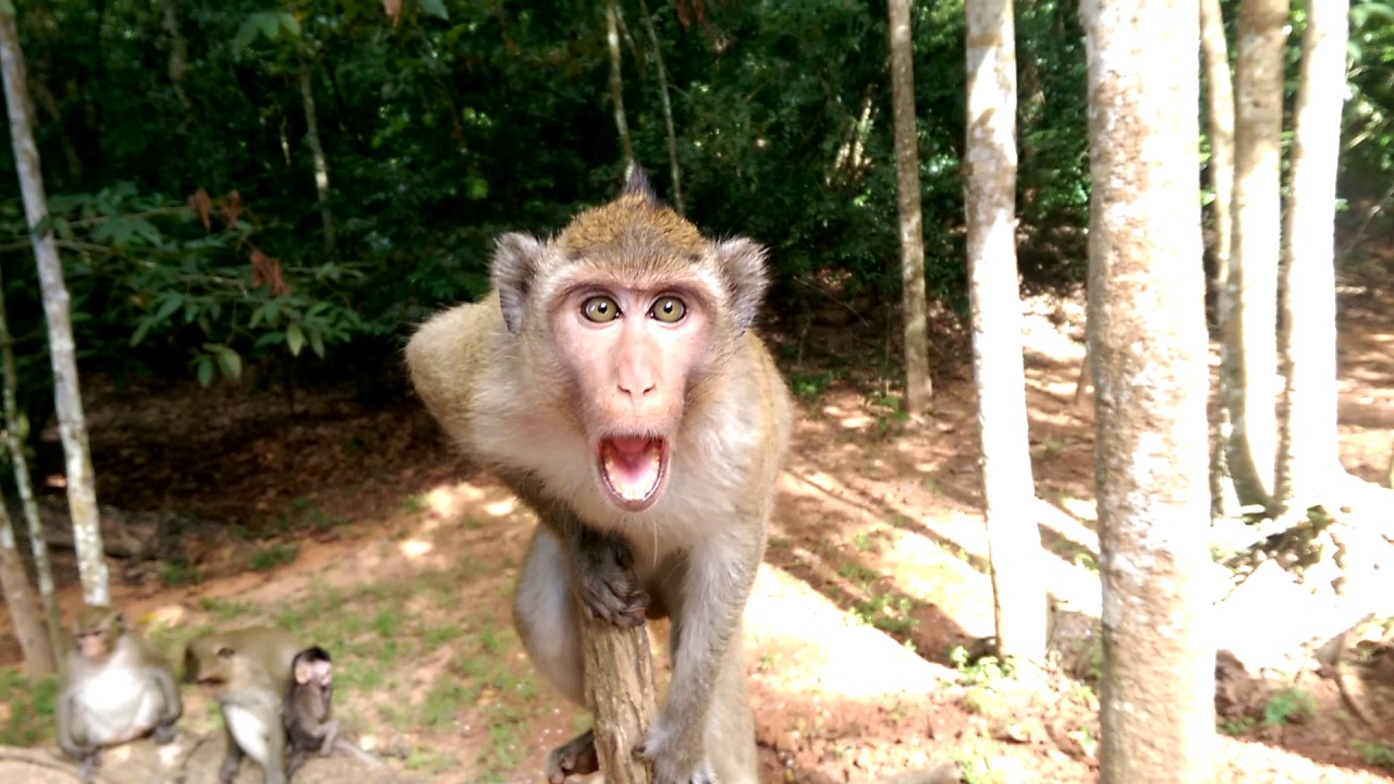 Monkey Real Life At Angkor Wat Siem Reap - Amazing Monkey Lifestyle In ...