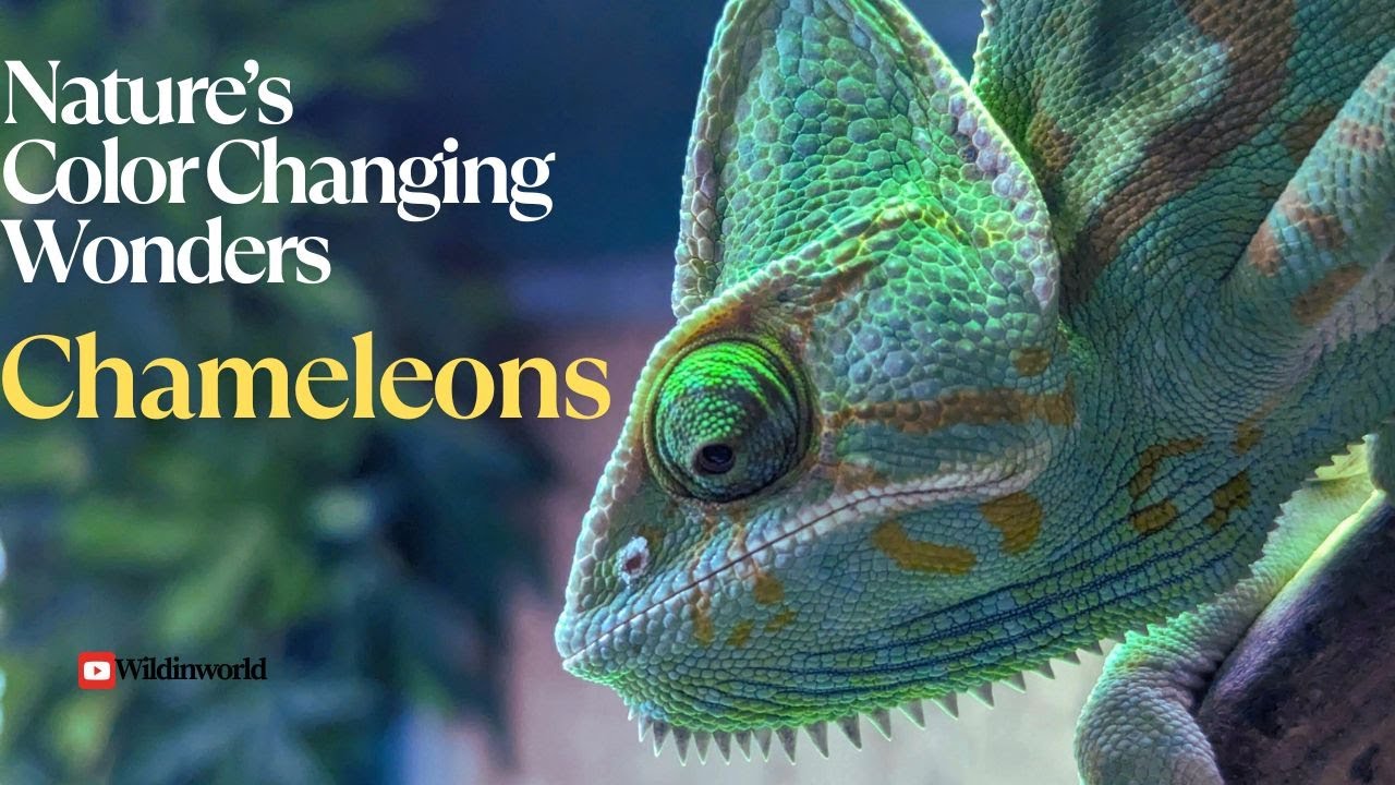 How And Why Chameleon Changes Color - YouTube