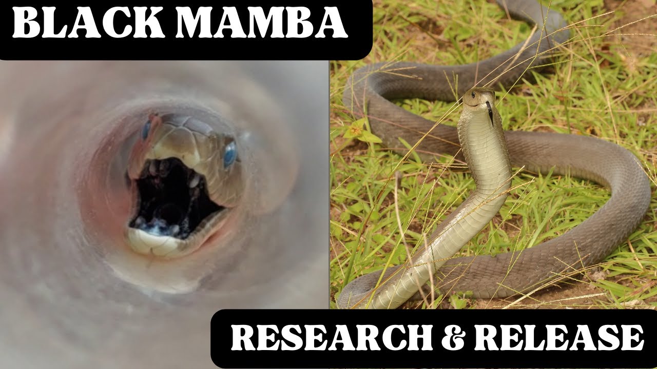 BLACK MAMBA RESEARCH & RELEASE! - YouTube