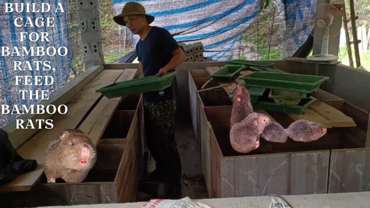 Build a cage for bamboo rats, feed the bamboo rats and feed the goats ...