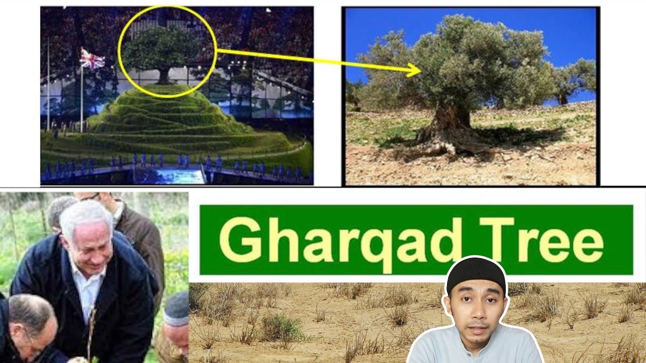 Kenapa Orang Yahudi Tanam Pokok Gharqad? - YouTube