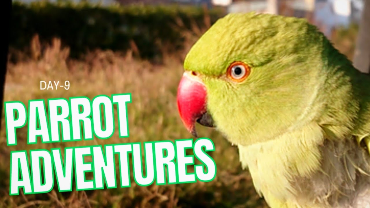 Playful Ringneck Parrots at the Park: A Delightful Encounter | In Park ...