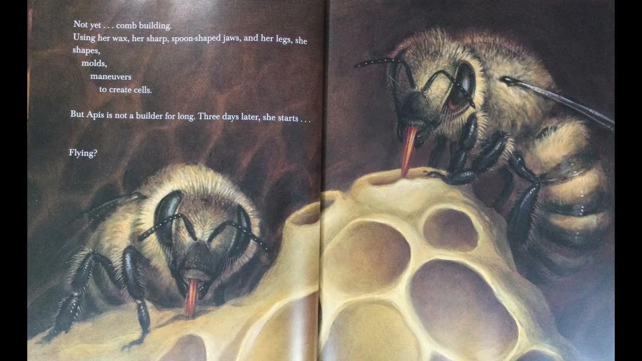 Honeybee The Life of Apis Mellifera - YouTube