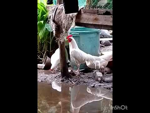 Tips para makatipid sa patuka sa manok.🤣 - YouTube