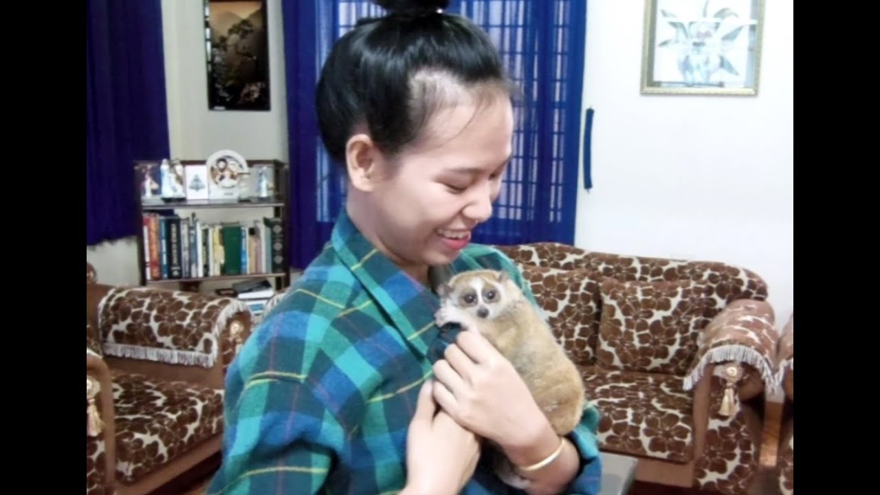 Gucci The Slow Loris From Vietnam - YouTube