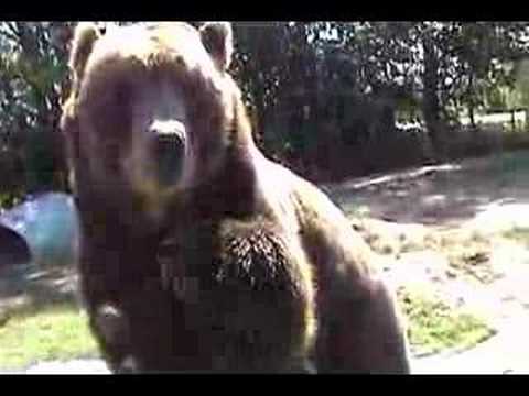 Grizzly Bear Eats Finger Sandwich From Hand - YouTube