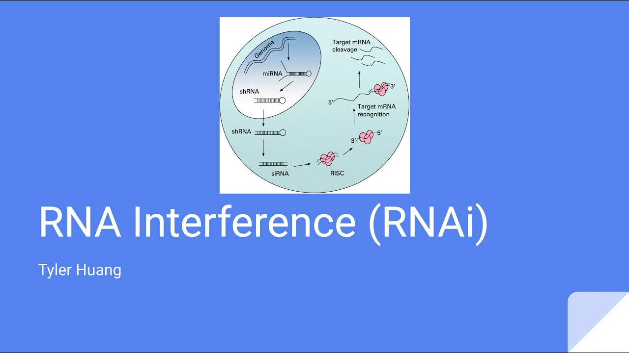 RNAi Mechanism and RNAi Drugs - YouTube
