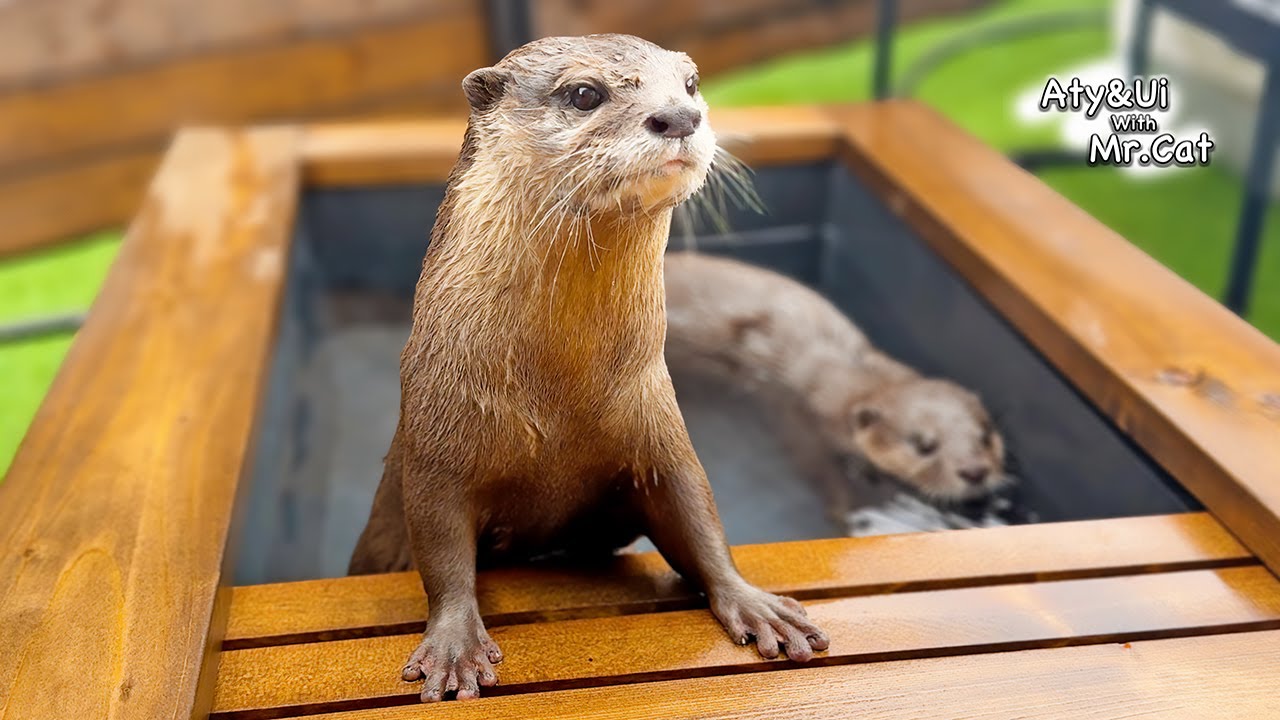 A Smug Face Otter in the Outdoor Bath in the Yard [Otter Life Day 928 ...