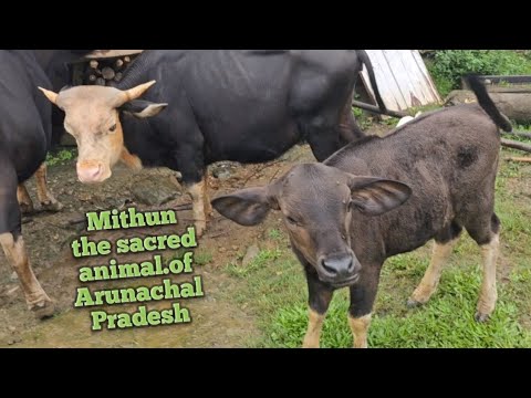Sobo/Mithun Sacred Animal of Galo people / Togu Panam / Lets preserve ...