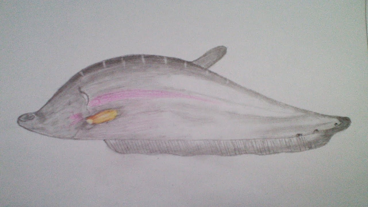 How to draw Chitol fish | chitol mach step by step easily - YouTube