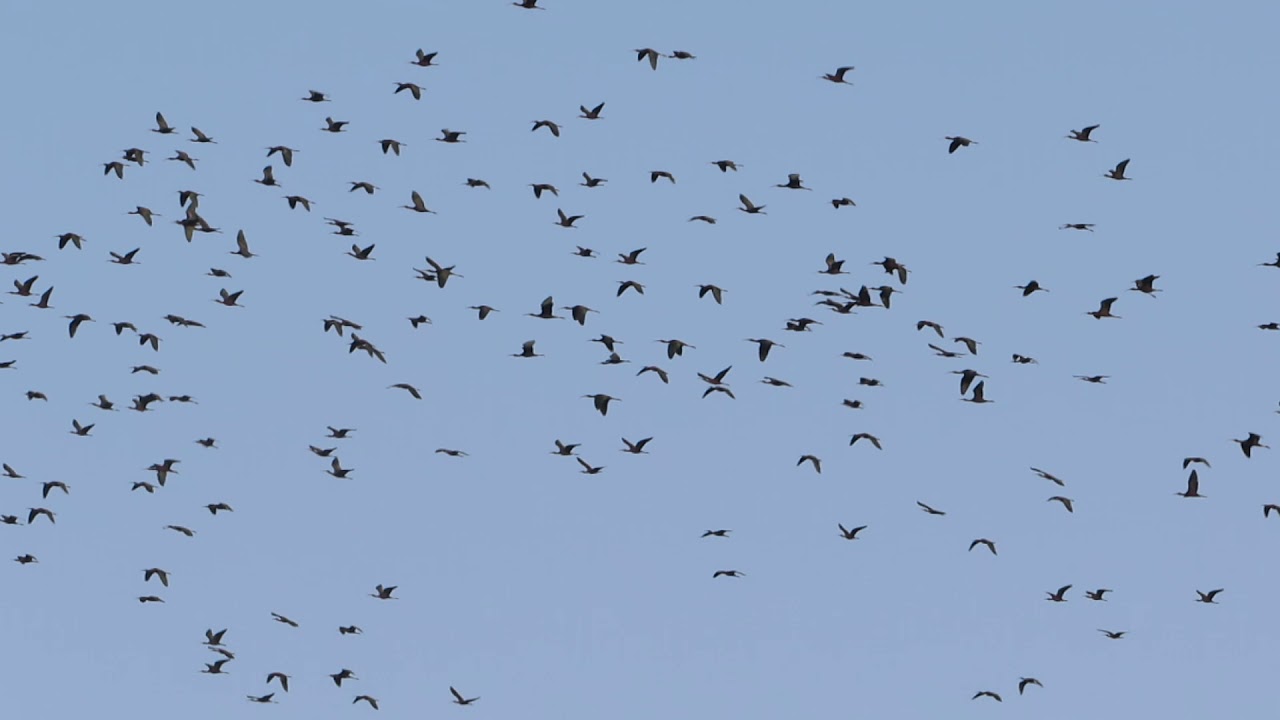 Glossy Ibis flock at migration - Cyprus - YouTube