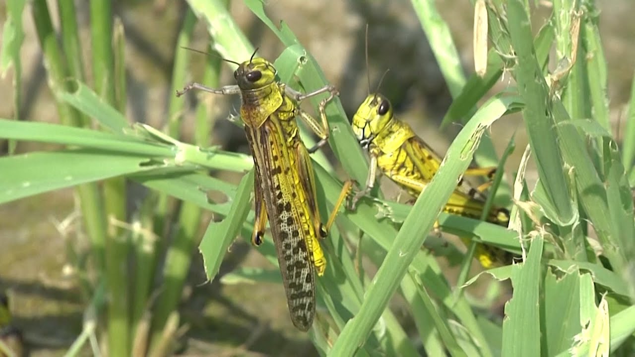 'They've Eaten Everything': Locust Swarms Destroy Harvests In Pakistan ...