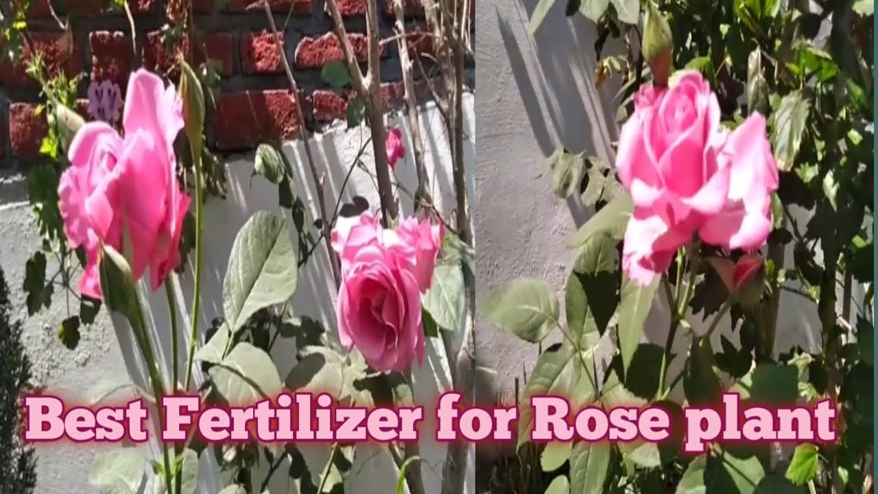 Best 3 fertilizer for Rose plant | Homemade fertilizer to get more Rose ...