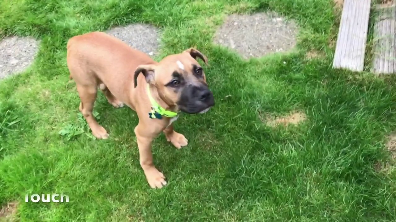 6 month old French Mastiff/Staffy | Off-Leash K9 Training London - YouTube