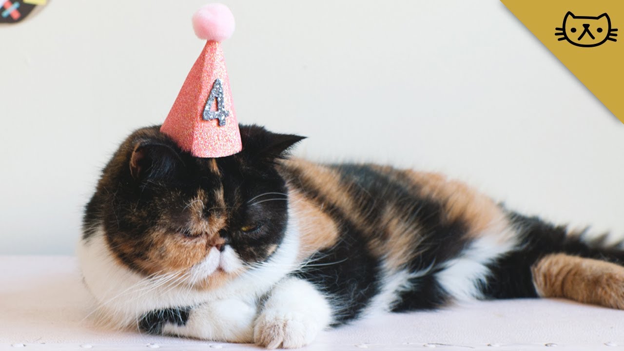 Pudge the Cat Celebrates Her 4th Birthday - YouTube