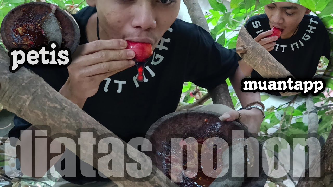 metis buah jambu diva di atas pohon nya🤣 - YouTube