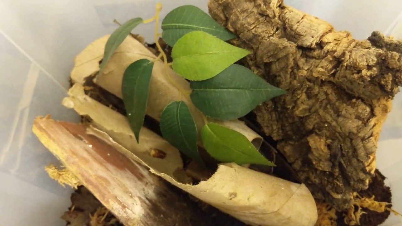 Tityus serrulatus (Brazilian Yellow Scorpion) Care - YouTube
