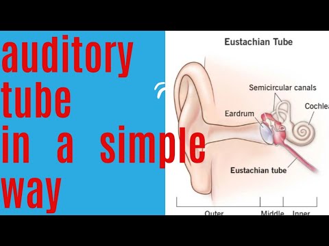 Auditory tube | pharyngotympanic tube | eustachian tube | #anatomy ...