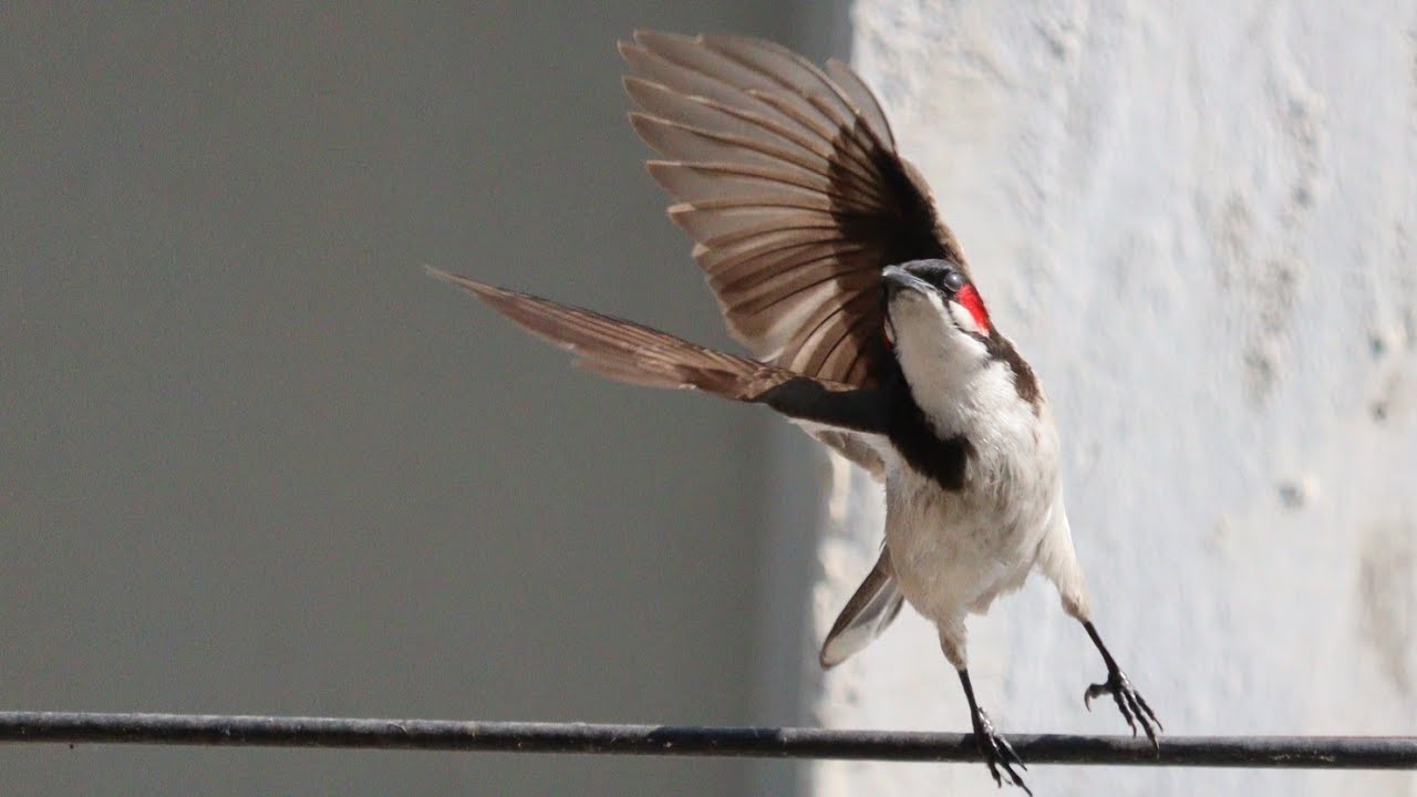 Gauraiya Bird - YouTube