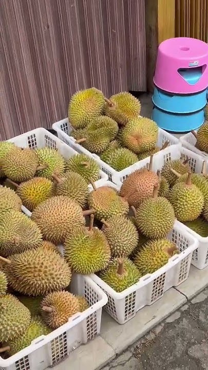HUNTING DURIAN TERENAK DI INDONESIA DURIAN CUMASI BANGKA #durian #durianviral #food #streetfood ...