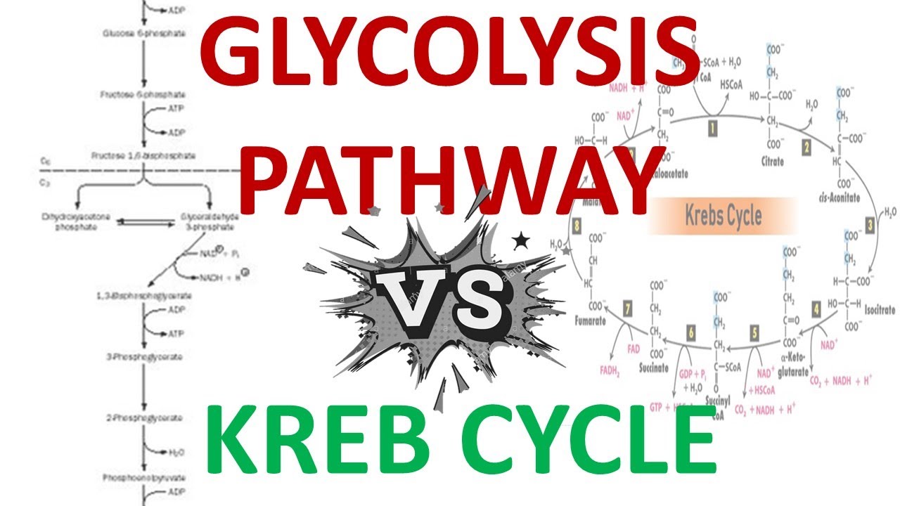 Krebs Cycle And Glycolysis Cellular Respiration Made Easy