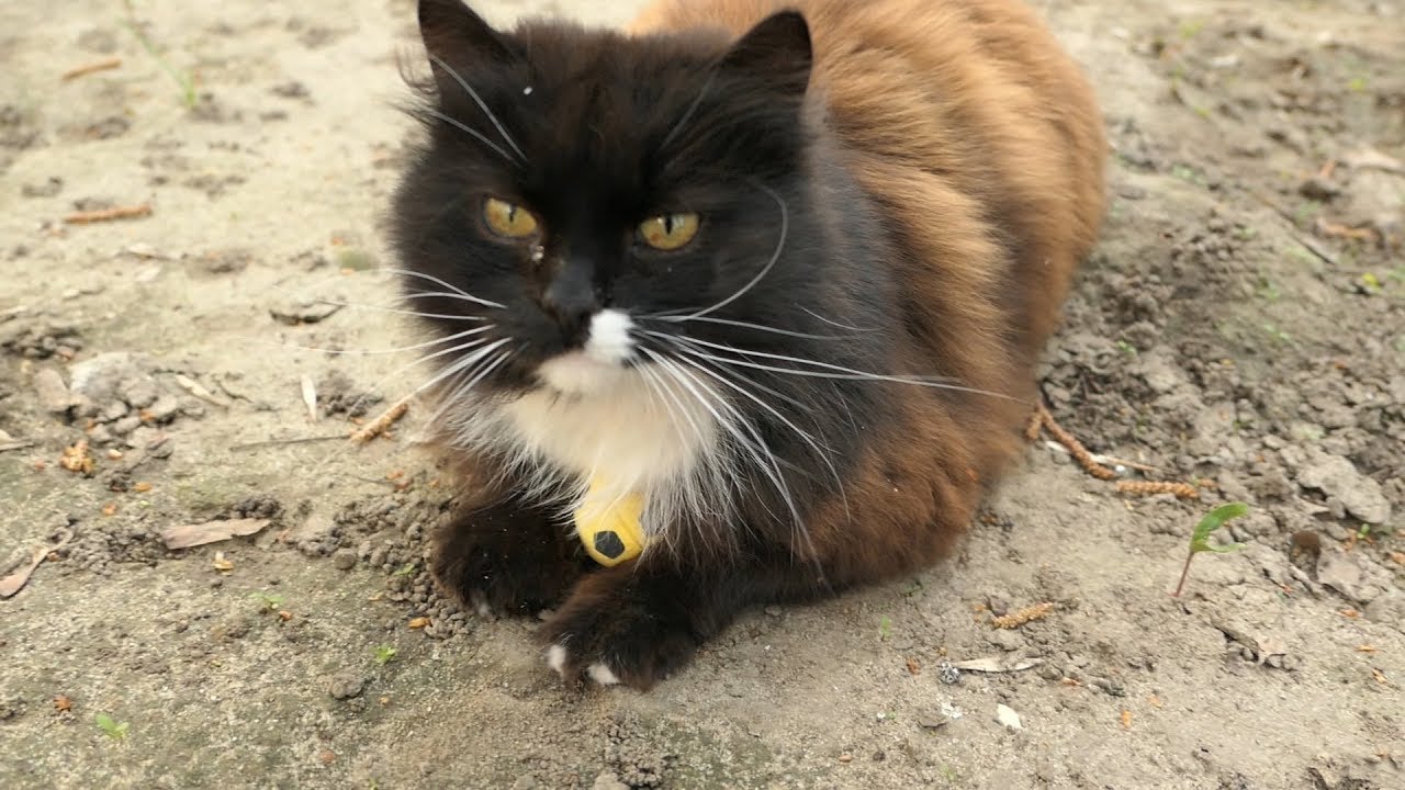 Fluffy cat playing with balls and three hungry cats - YouTube