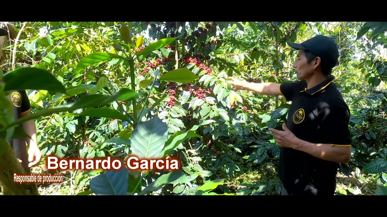 Cosecha selectiva - YouTube