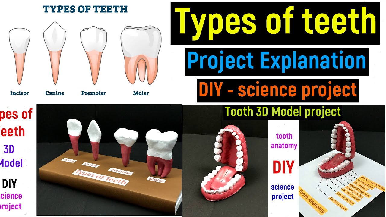 types of teeth explanation - types of teeth and their functions ...