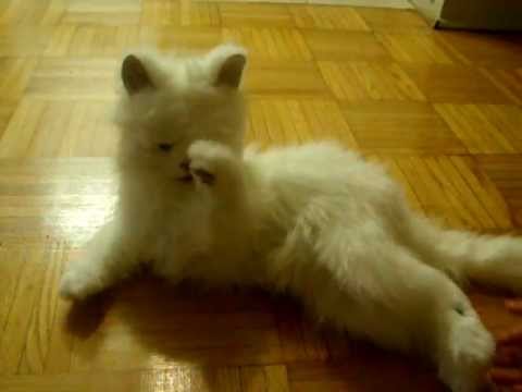 FurReal Lulu Kitty Cat - YouTube
