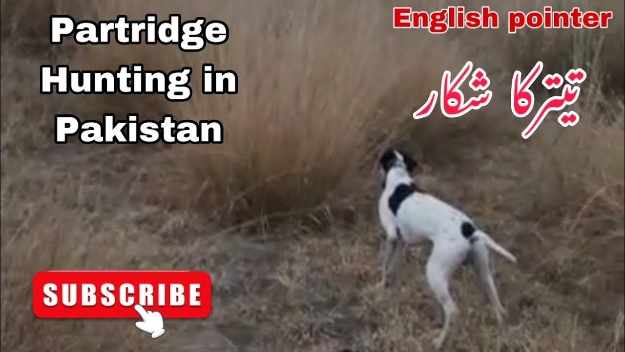 Partridge Hunting in Pakistan | Best English pointer dog in Pakistan ...