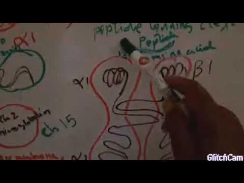 Major histocompatibility class II - YouTube