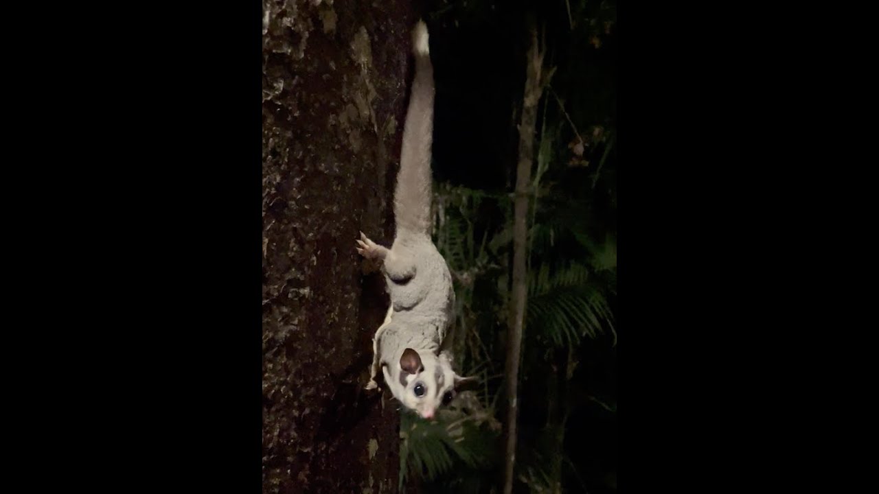 Krefft's Glider (Petaurus notatus) Natural Curiosity - YouTube
