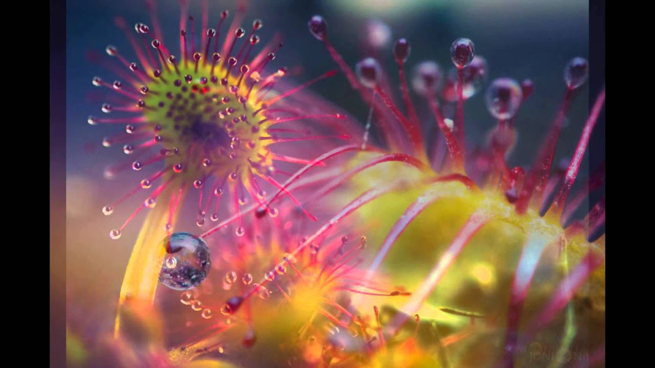 My Macro Photos Of Alien-Like Carnivorous Plants Called Drosera - YouTube