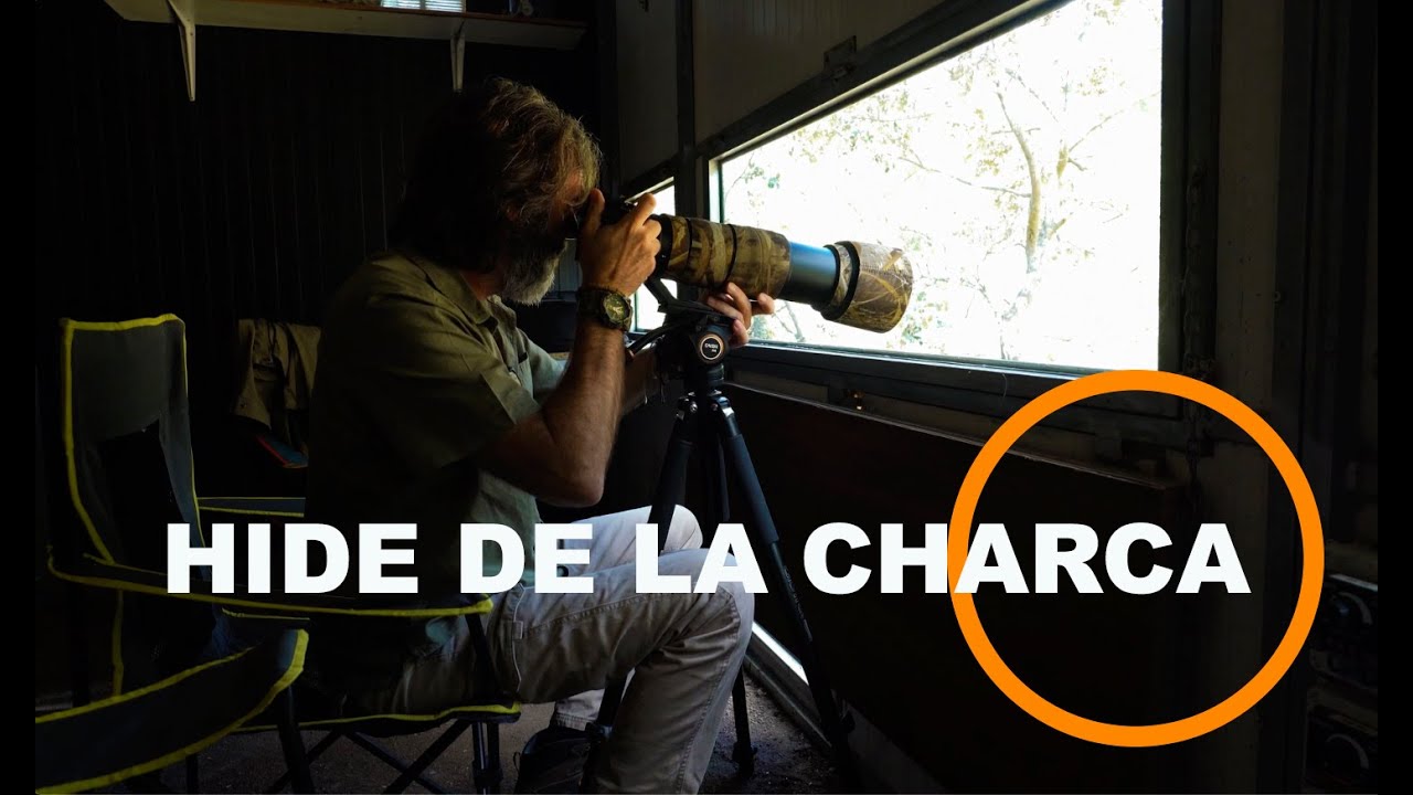 UNA MAÑANA EN EL HIDE DE LA CHARCA - YouTube