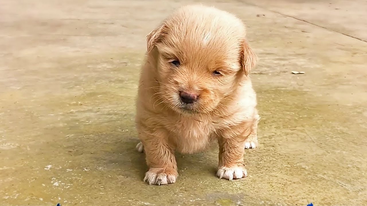 Stray Puppy Rescued from the Road, Brought Home and Lovingly Cared for ...