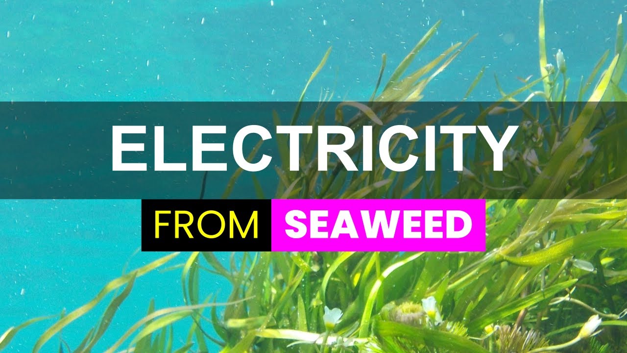 Micro Hydro Power Generator Looks Like Seaweed | Future Technology ...